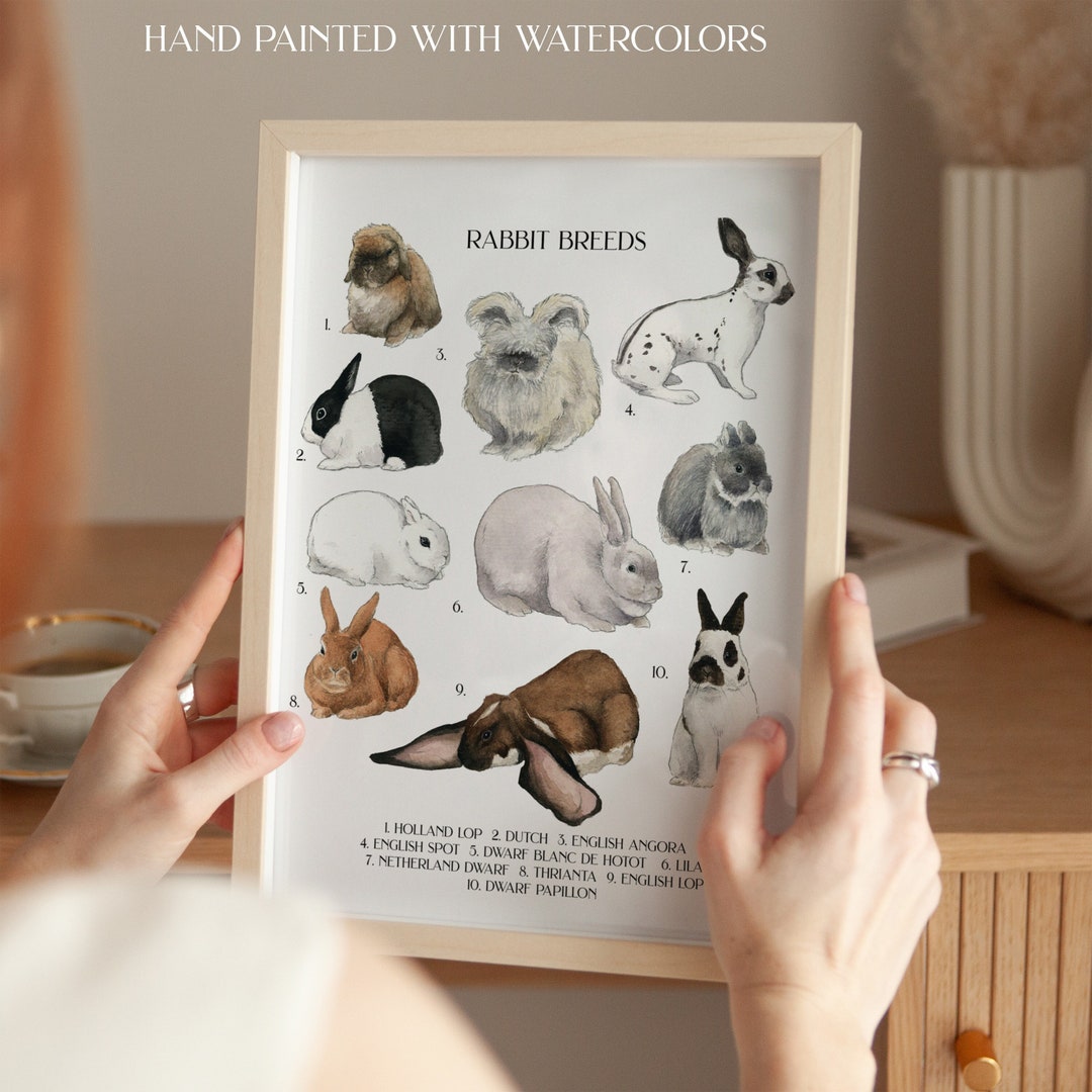 Rabbit Breed Poster Animal Montessori Poster Kid Playroom Decor Farm ...