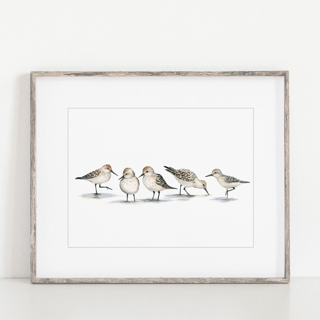 Sandpiper Wall Art Coastal Wall Art Shore Bird Watercolor Sandpiper ...