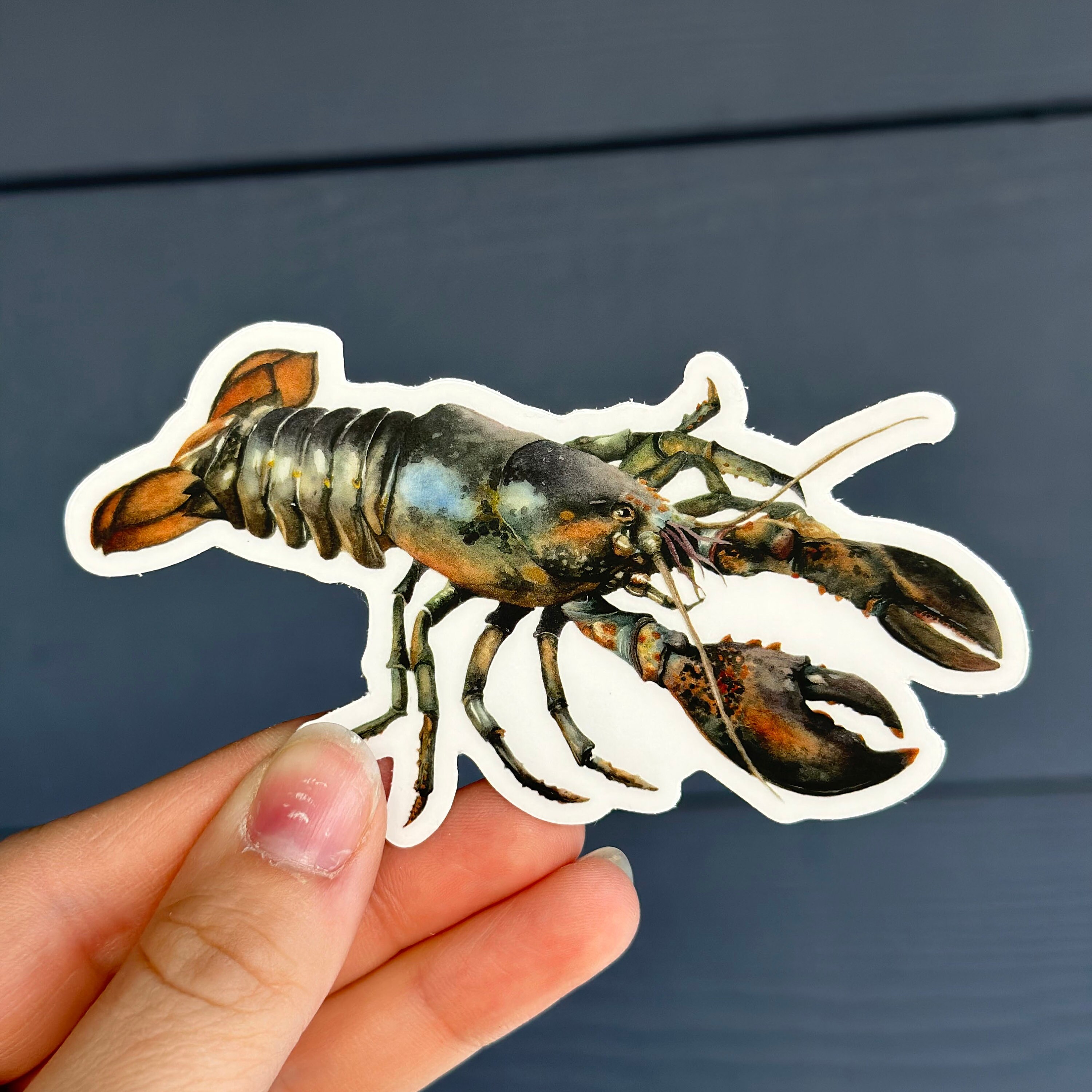 He's My Lobster Sticker Clear Vinyl Lobster Sticker - Etsy
