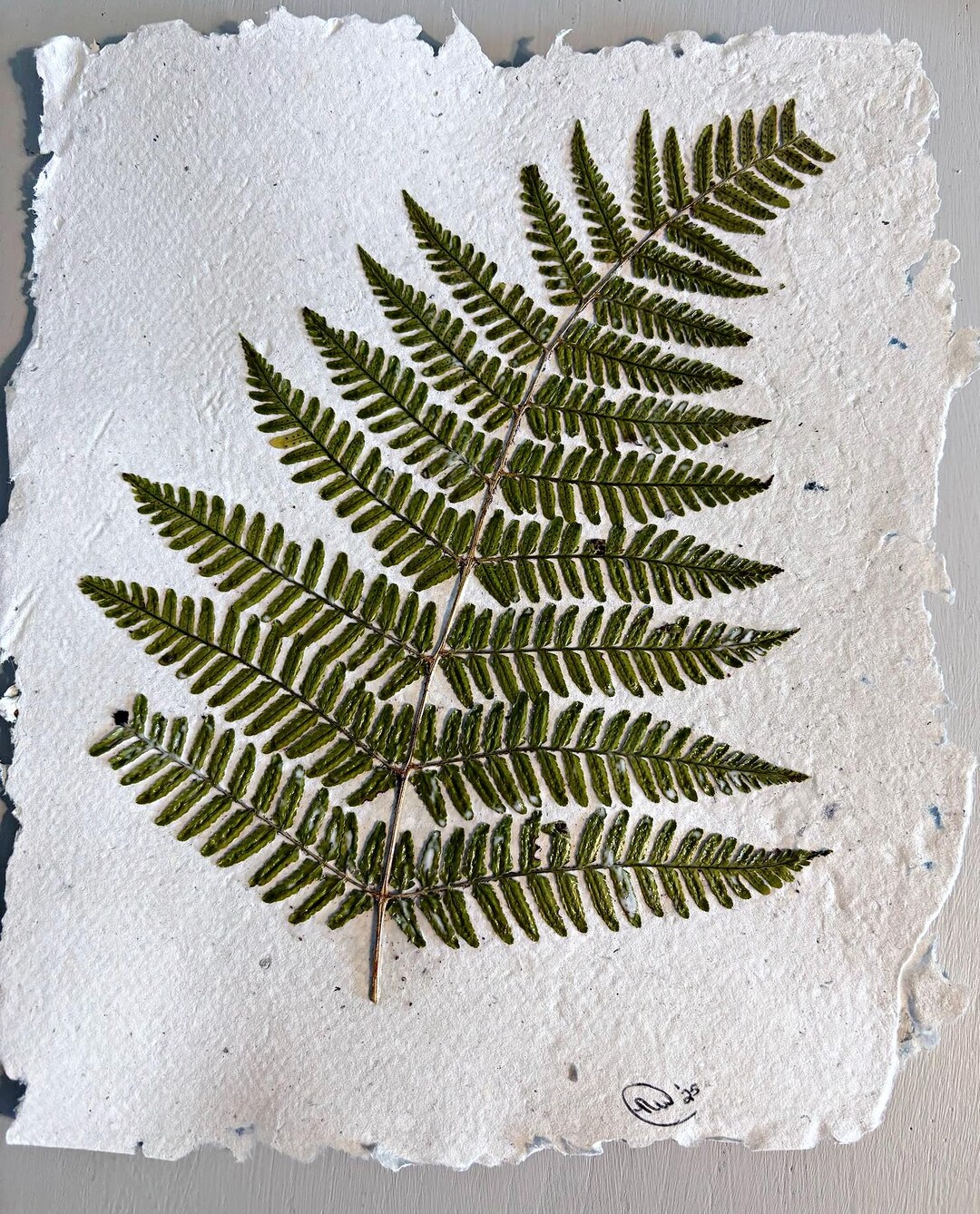 Pressed Fern on Handmade White Paper, Real Ferns, Thick Textured Papers ...
