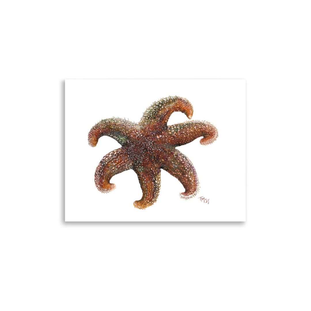 Six-legged Starfish Poster - Etsy