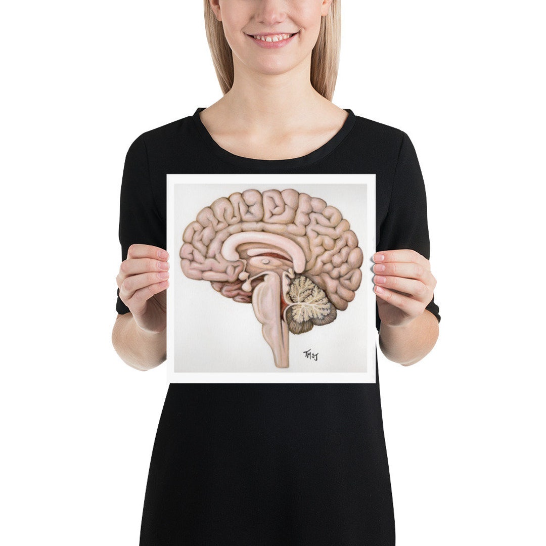Midsagittal Brain Drawing - Etsy