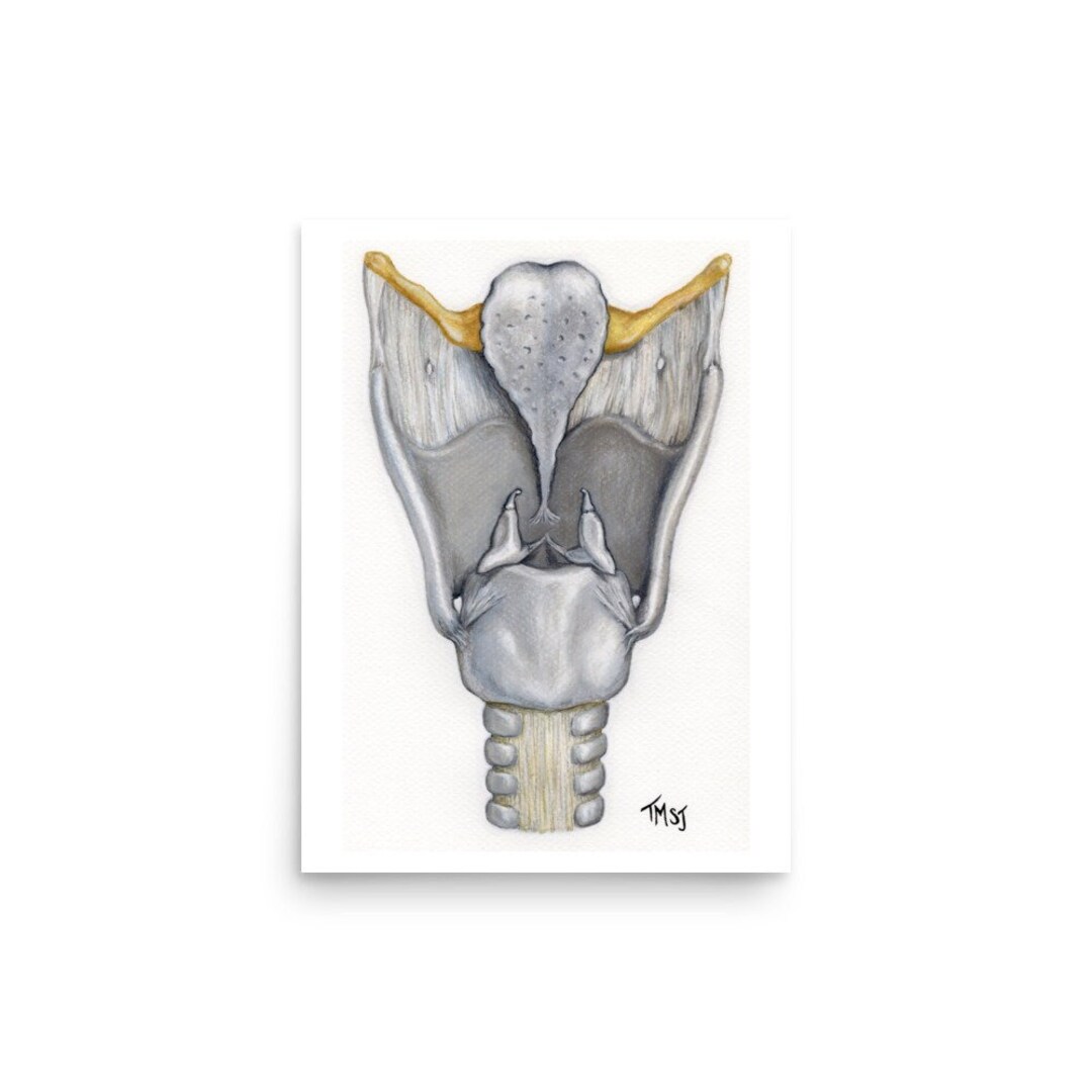 Posterior View of the Larynx Drawing - Etsy