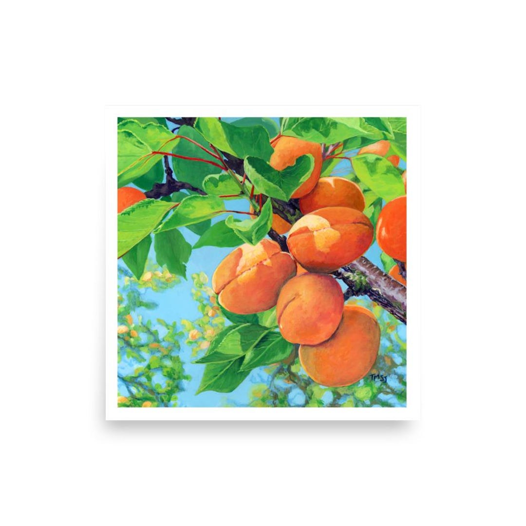 Apricots Poster - Etsy