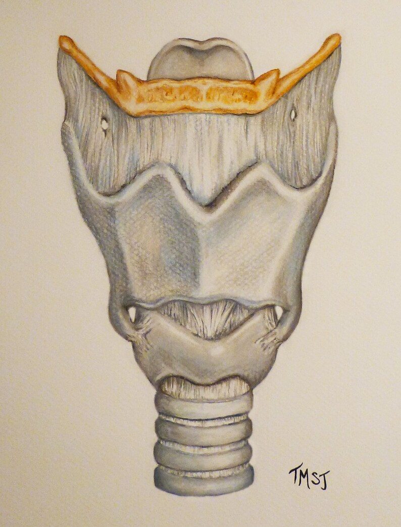 Anterior View of the Larynx Drawing - Etsy