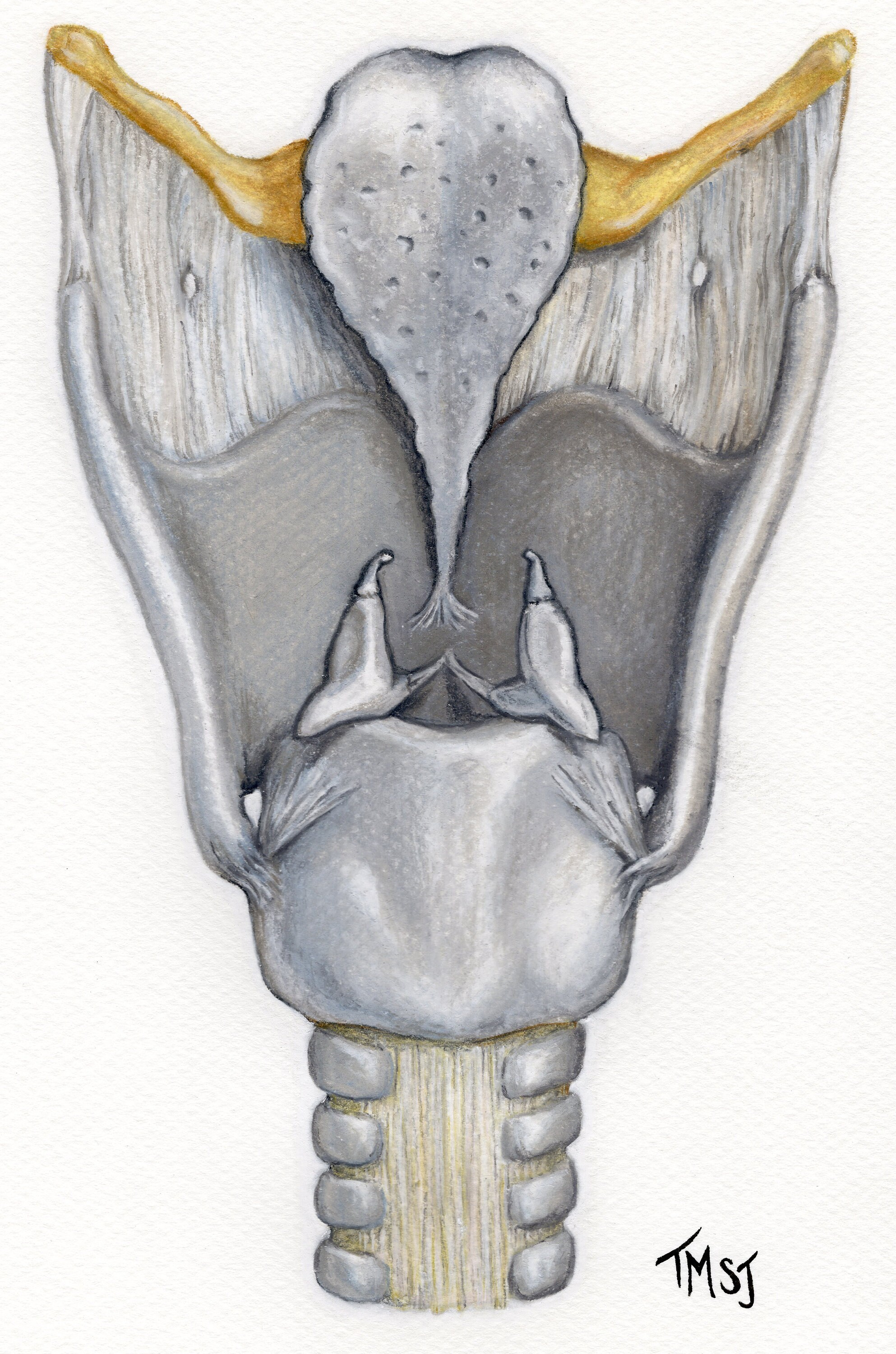 Posterior View of the Larynx Drawing - Etsy