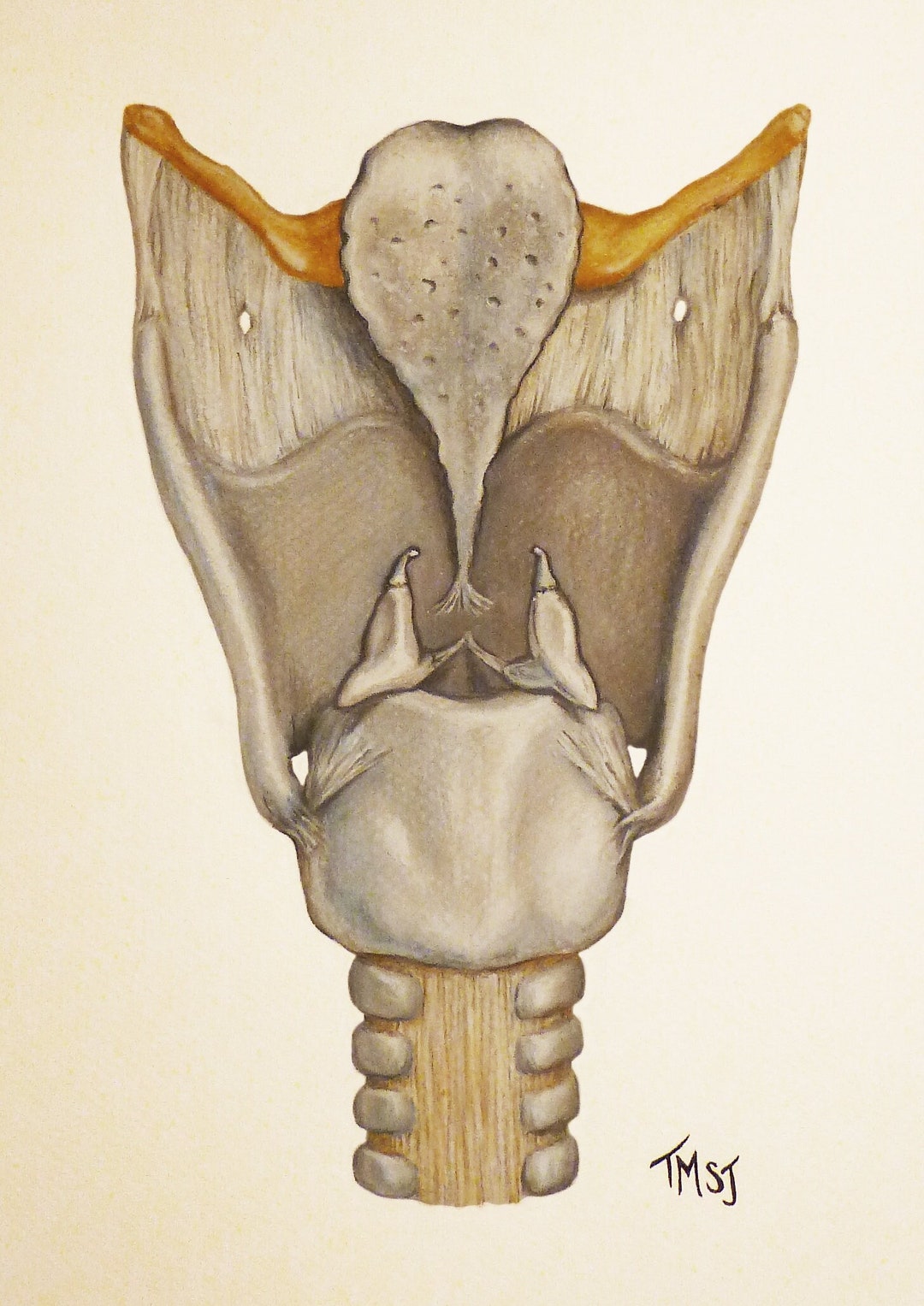 Posterior View of the Larynx - Etsy