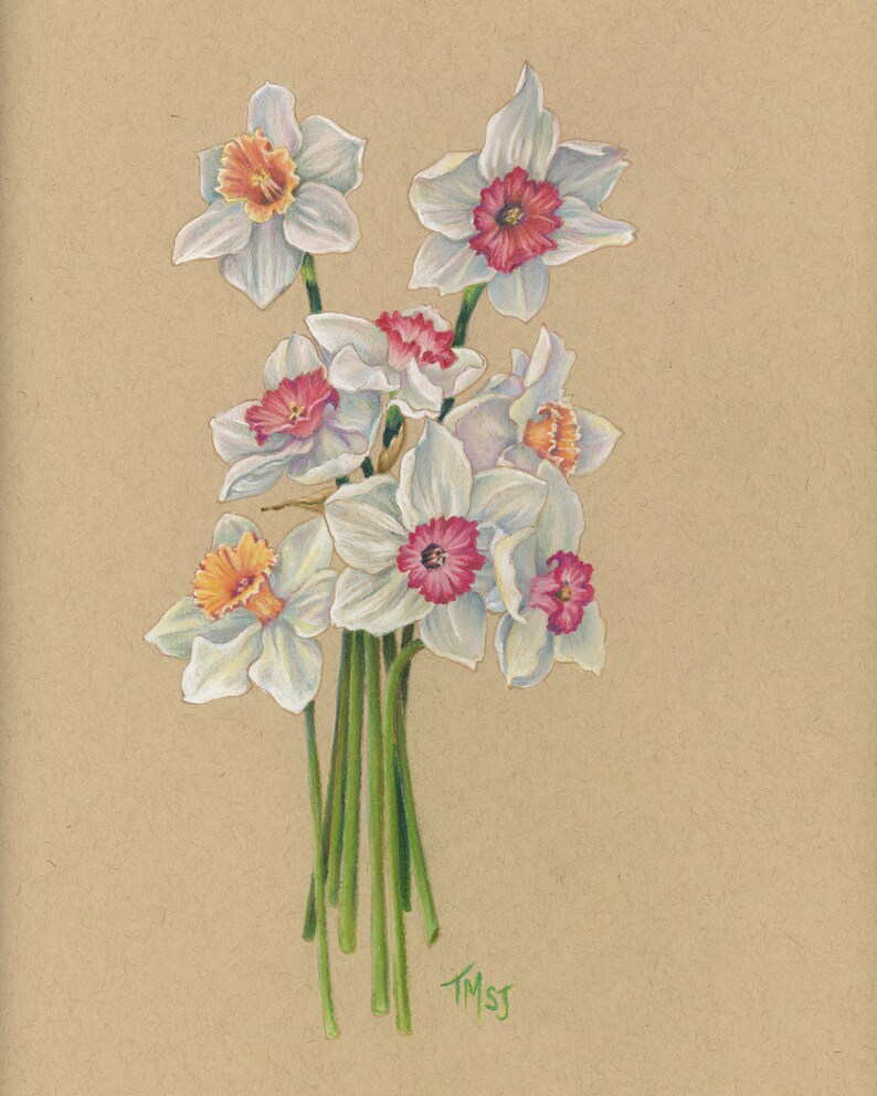 Daffodils Drawing - Etsy