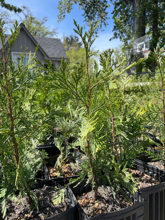 Cedar Tree 2 Foot Seedling / Sapling-incense Cedar | Etsy