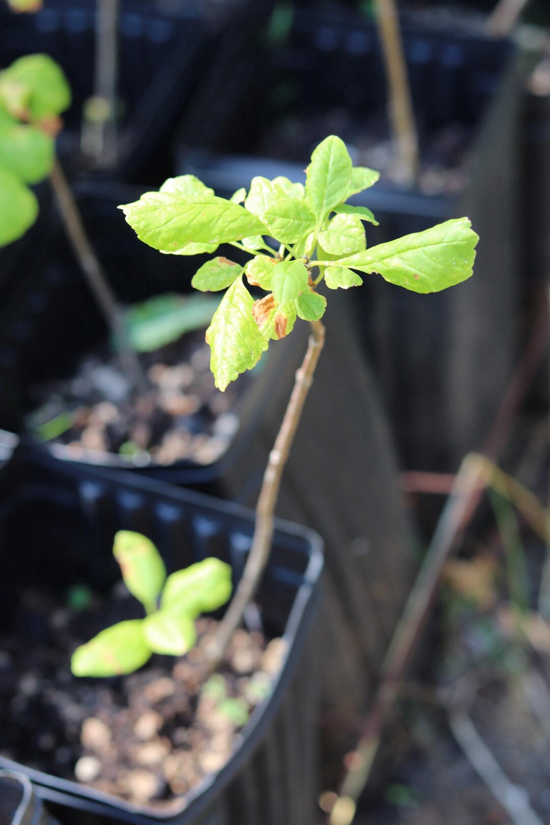 5 Oregon Ash Seedlings – Deciduous Trees for Shade, 1-2 Feet Tall, Bare ...