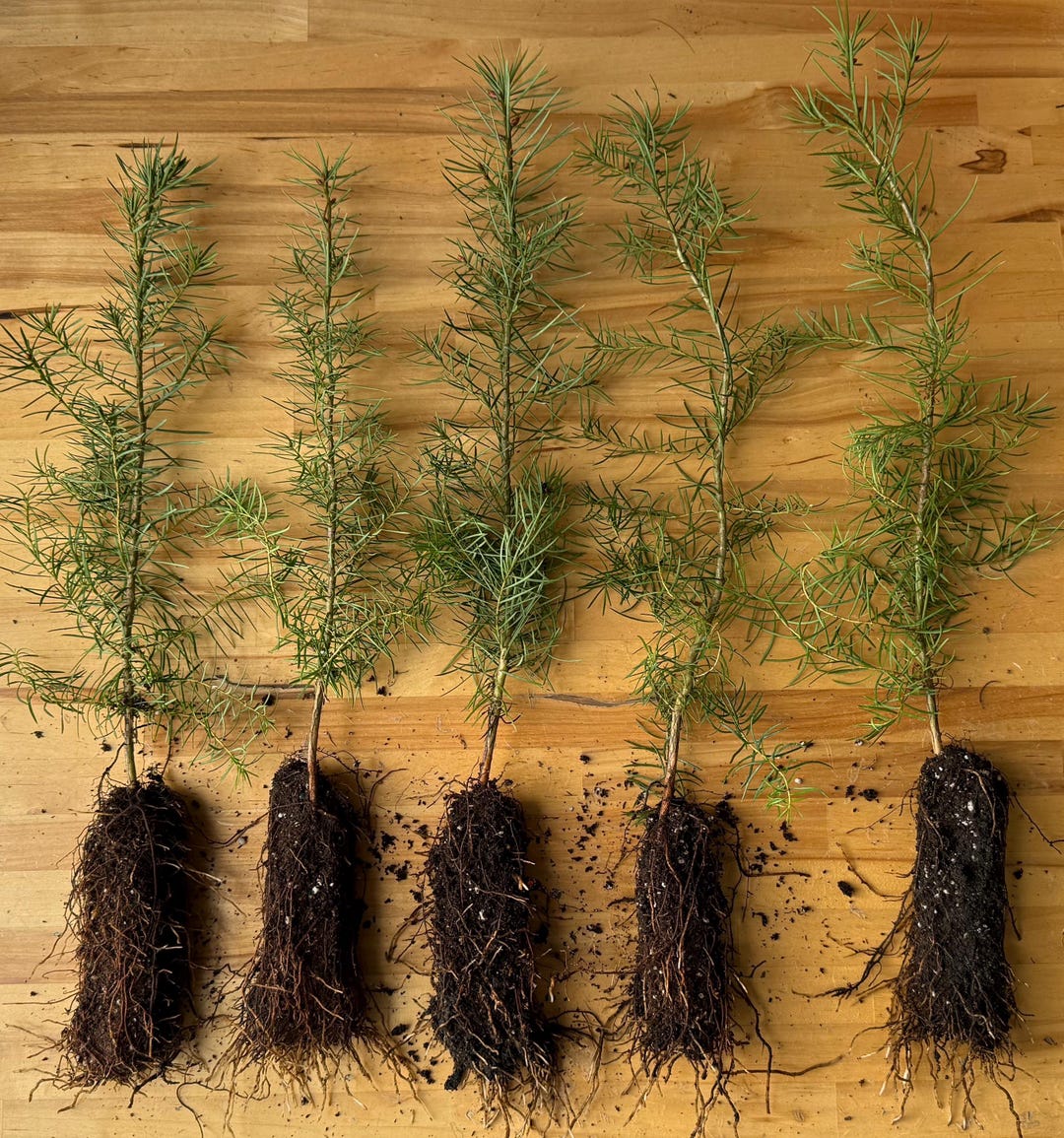 5 Douglas Fir Tree Seedlings: Native, Fast Growing (about 1.5 Feet in ...