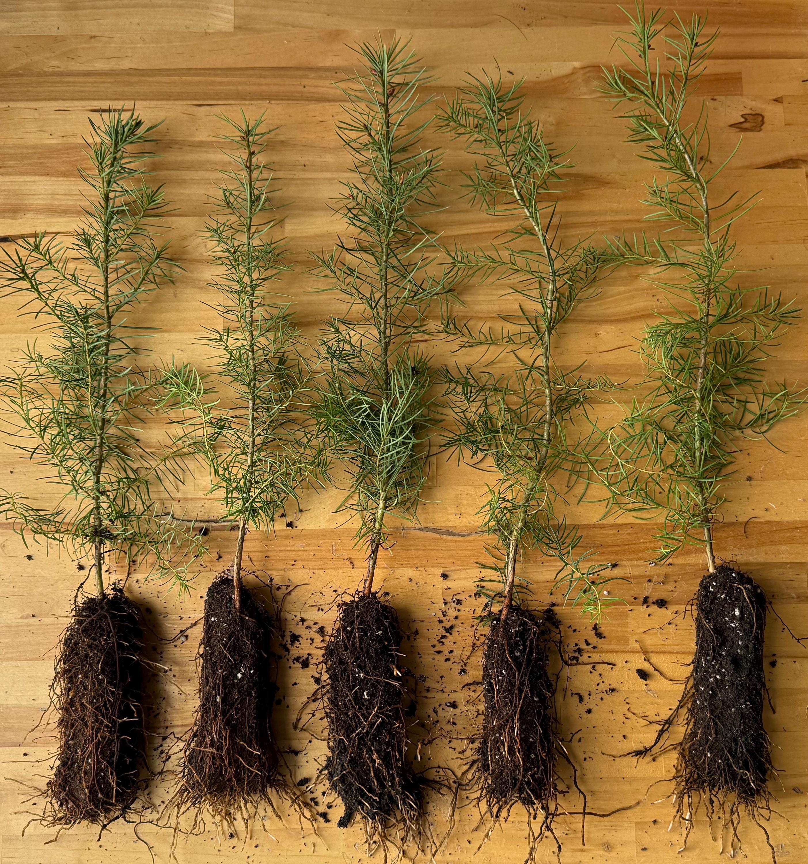 5 Douglas Fir Tree Seedlings: Native, Fast Growing (about 1.5 Feet in ...