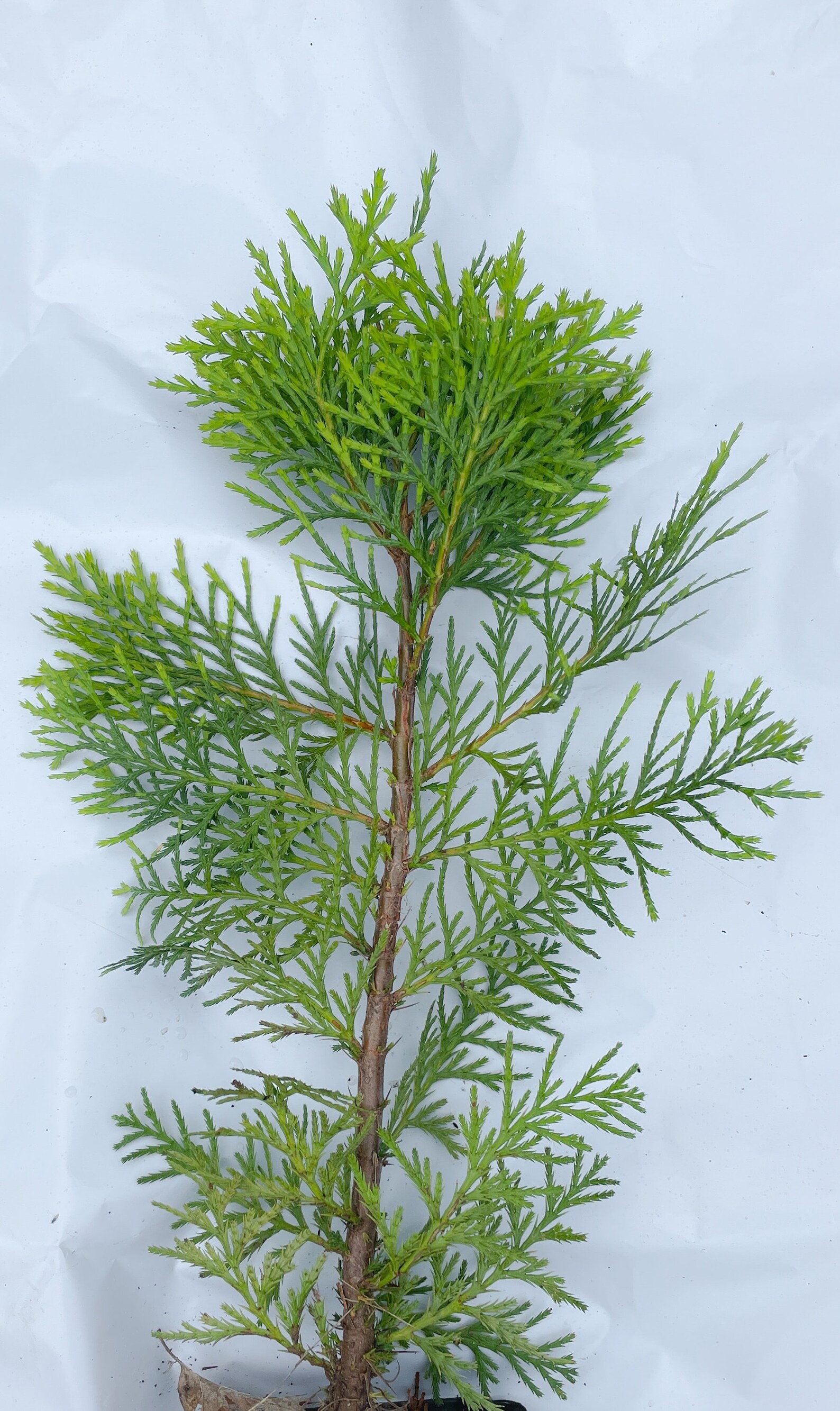 Cedar Tree 2 Foot Seedling / Sapling-incense Cedar - Etsy
