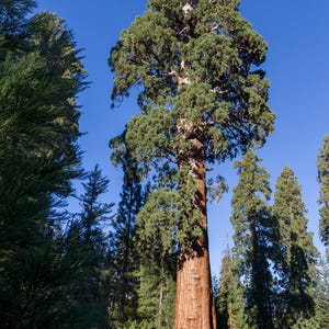 5 Live Giant Sequoia Saplings (1.5 Feet Tall): Majestic Coniferous Tree ...