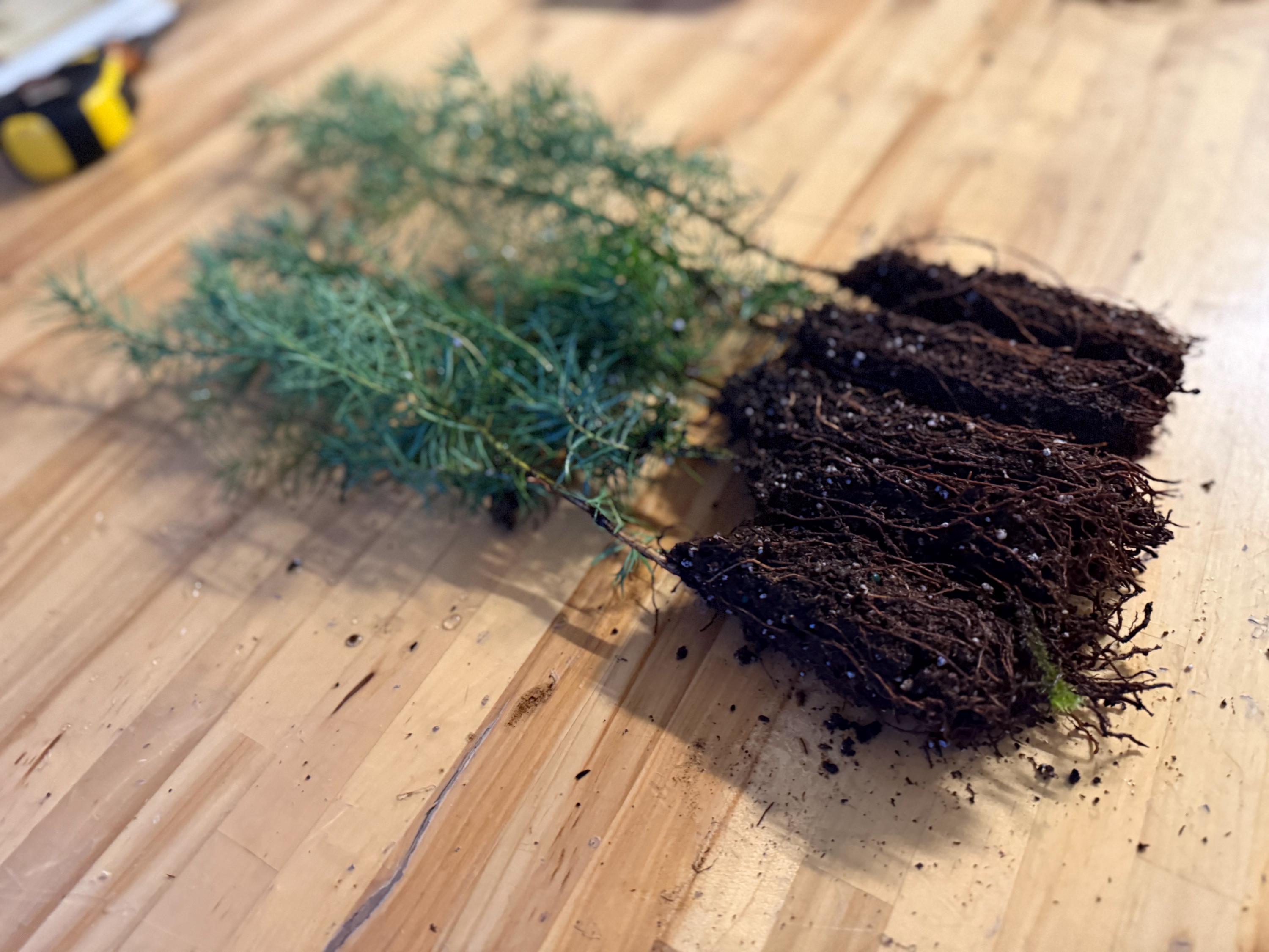 5 Douglas Fir Tree Seedlings: Native, Fast Growing (about 1.5 Feet in ...