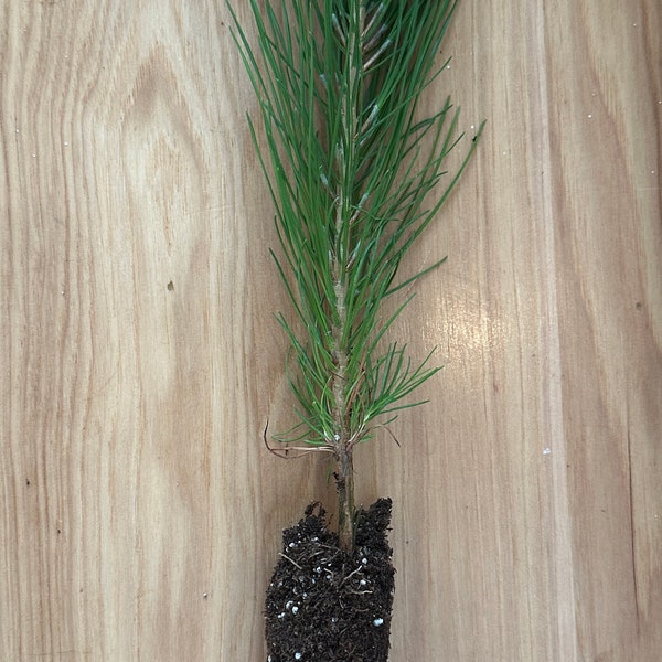 Pine Tree Gifts - 60+ Gift Ideas for 2024