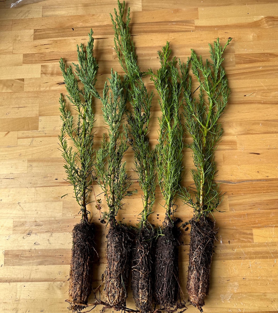 5 Live Giant Sequoia Saplings (1'-1.5' Tall): Majestic Coniferous Tree ...