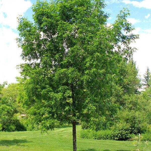 Mountain Ash Tree - Etsy