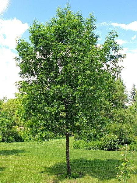 Oregon Ash Tree Seedling 1-2 Ft in Height Bare Root - Etsy