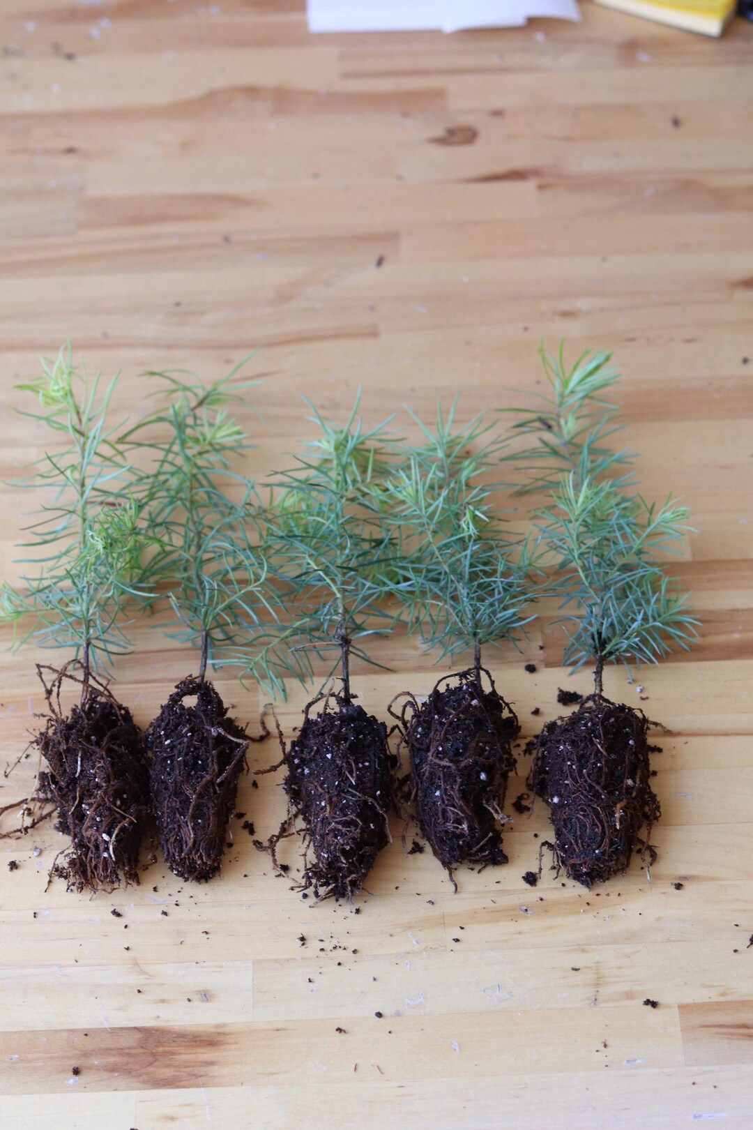 5 Douglas Fir Tree Seedlings- Native, Fast Growing, Animal Habitat (5 ...