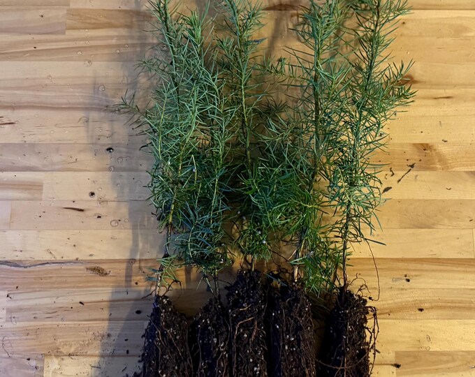 5 Douglas Fir Tree Seedlings- Native, Fast Growing, Animal Habitat (5 ...