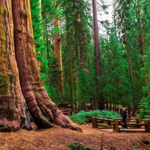 5 Live Giant Sequoia Saplings (1.5 Feet Tall): Majestic Coniferous Tree ...