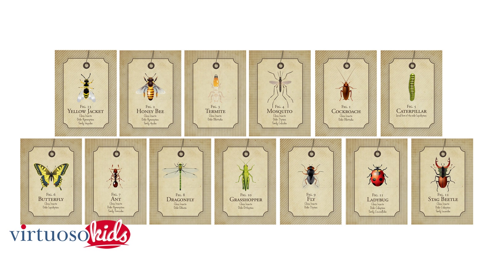 INSECT Educational Insect Scientific Name Banner You Print - Etsy
