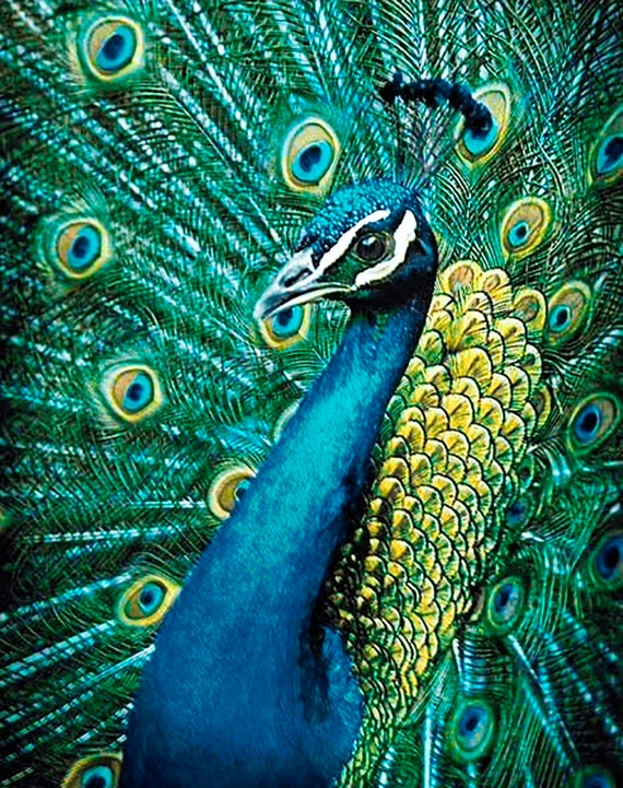 Mydiamond painting store