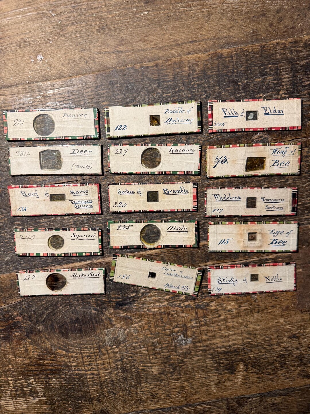 Antique Microscope Slides With Beautiful Handwritten Labels - Etsy