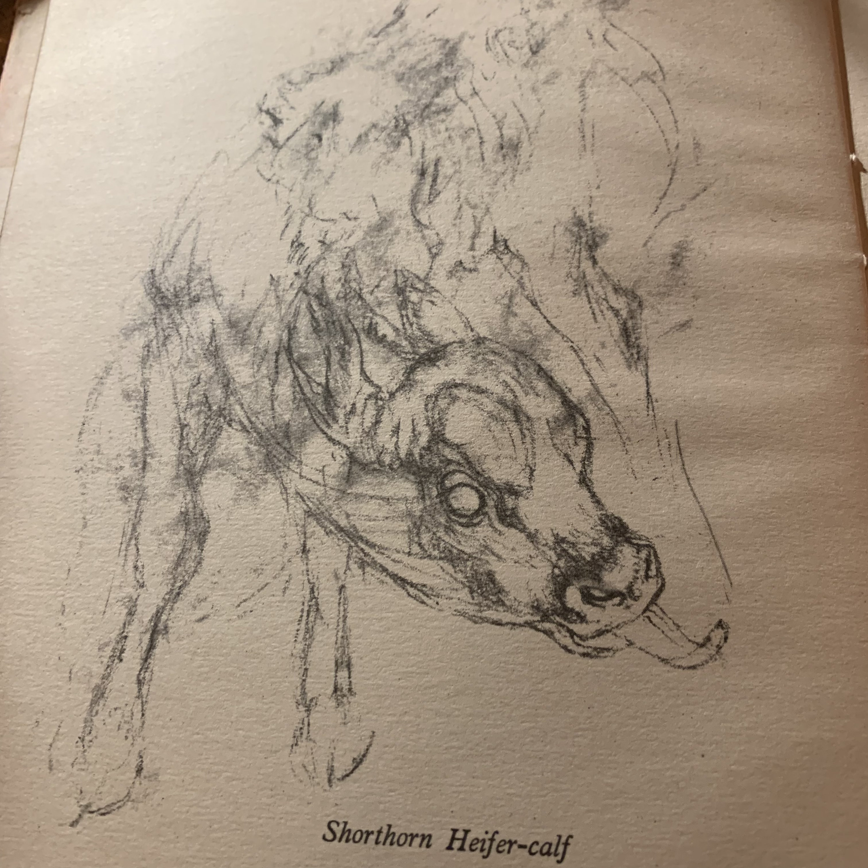 Baby Animals on the Farm and How to Draw Them by Vere Temple - Etsy