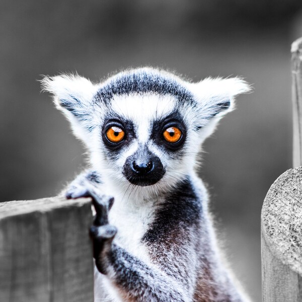 Lemur Print - Etsy