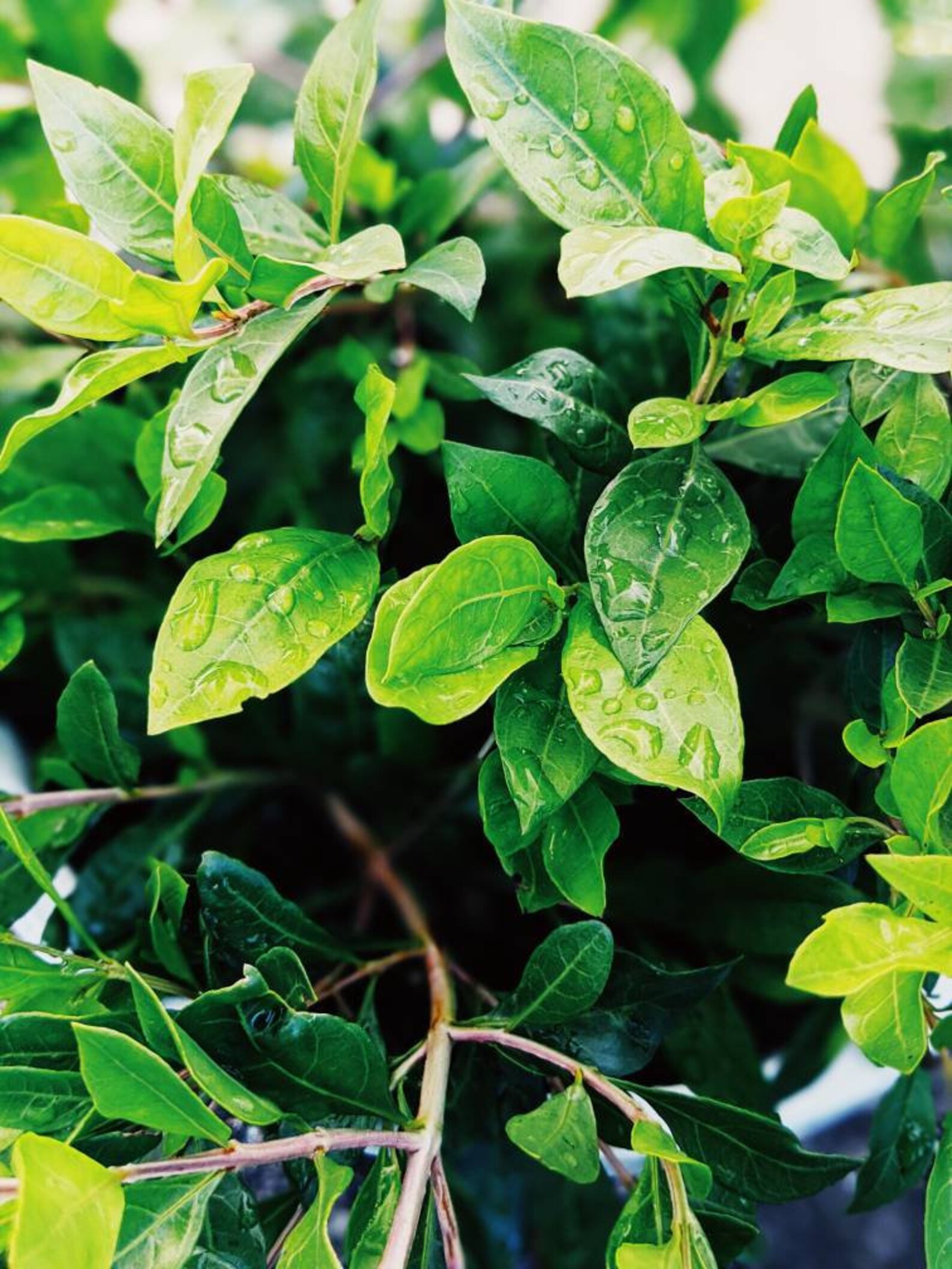 Natural Perfume Fixative. Henna Base Notes. | Etsy