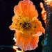 Poppy Tears • Opium Poppy Natural Perfume. From in House Extracts of ...
