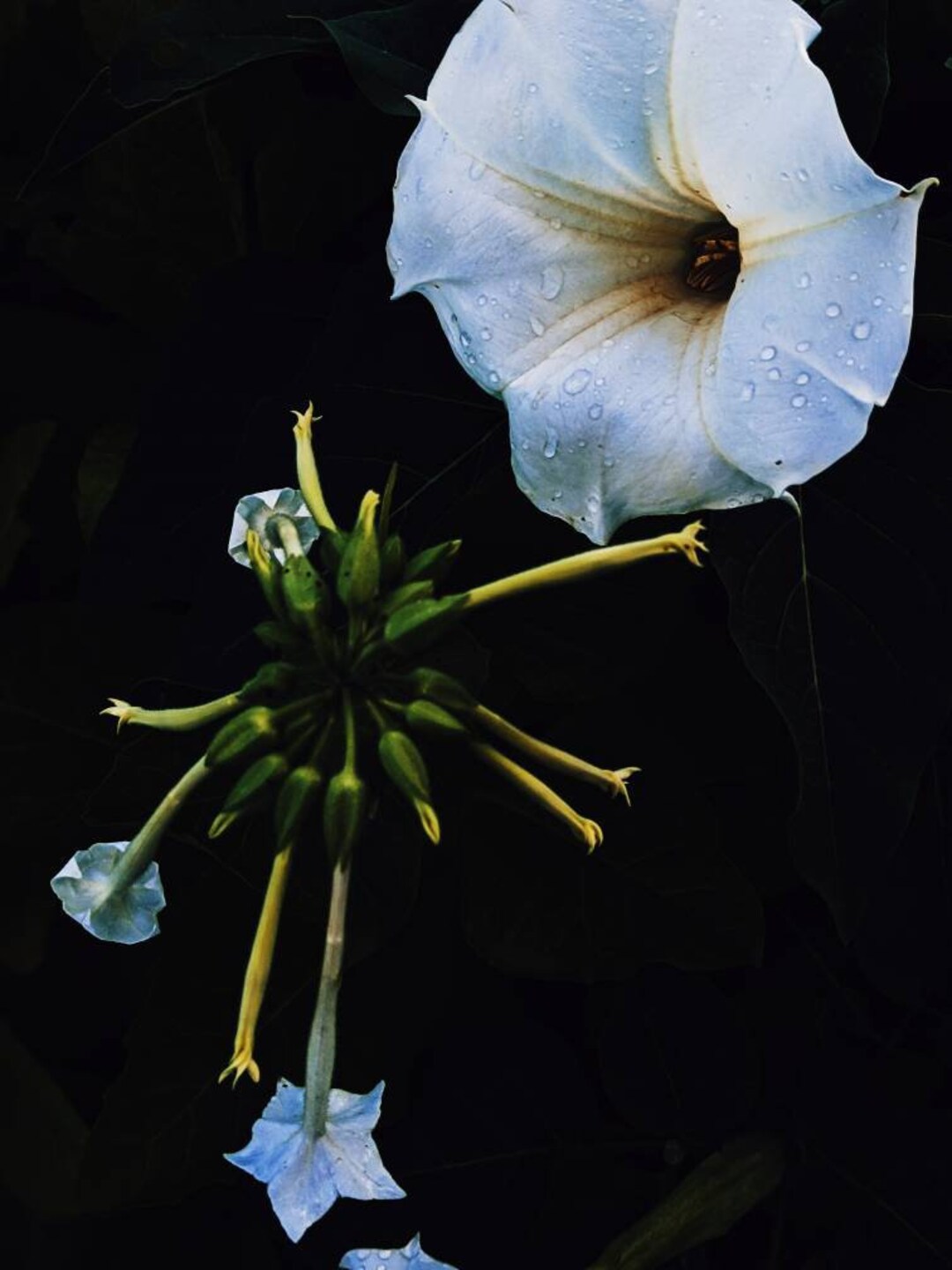 Hecate Natural Perfume. Heady Powerful Botanical Fragrance - Etsy