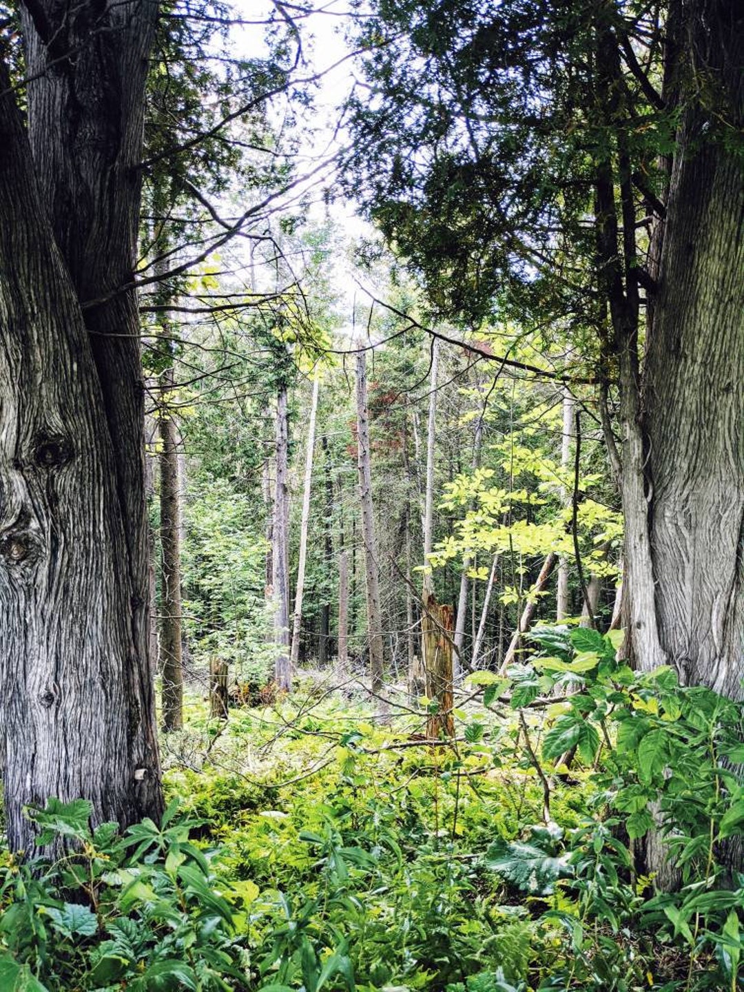 White Woods. Natural Perfume. Woodsy Vanilla. White Cedarwood ...