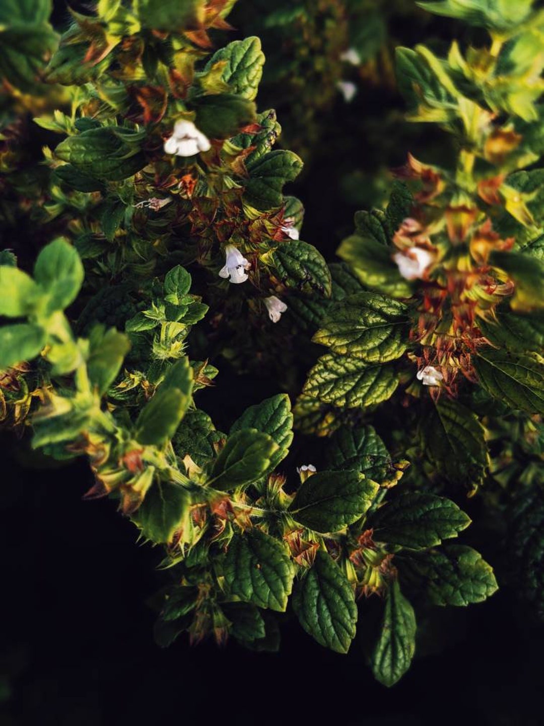Veritas. Natural Perfume. Flowering Trees With Glowing Veins of Holy ...
