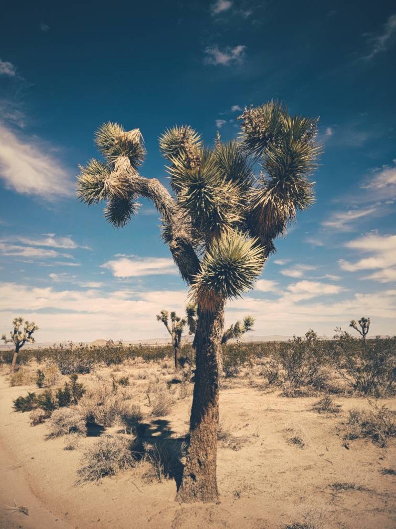 Joshua Tree. Natural Perfume. Botanical Scent. Piñon, Palo Santo, White ...