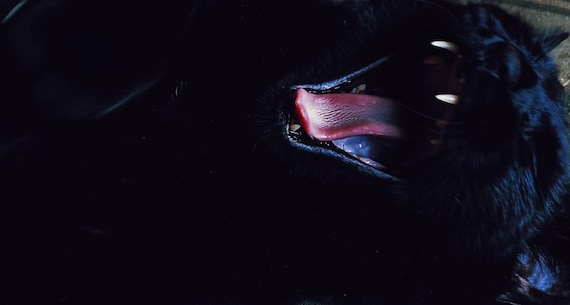 Natural Perfume Fixative. Animalic Base Notes intense Musk. - Etsy