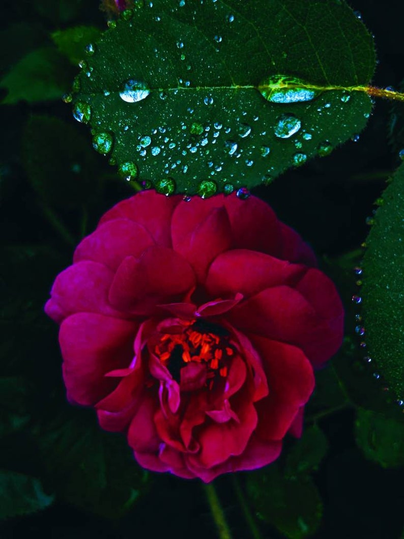 Red Riding Hood. Natural Perfume. Rosy Oud. Turkish Rose | Etsy