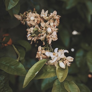 Neroli Soliflore. Natural Perfume. Single Note Neroli Perfume With in ...