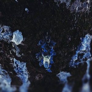 Red Riding Hood. Natural Perfume. Rosy Oud. Turkish Rose, Indian Oudh ...