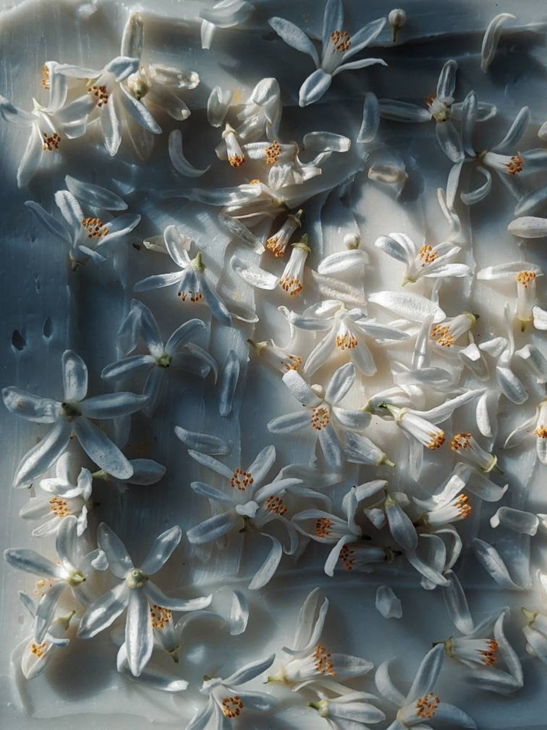 Fireflies. Natural Perfume. Orange Blossom, Amber + White Cedar Magic ...