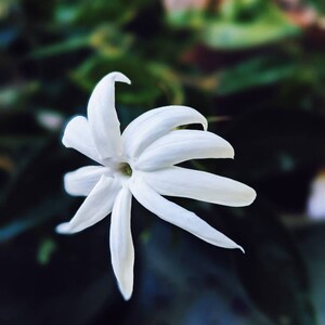 Saturn. Botanical Perfume. Rich Florals, Oud, Patchouli, Tonka, Incense ...