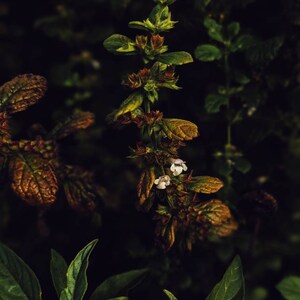 Veritas. Natural Perfume. Flowering Trees With Glowing Veins of Holy ...