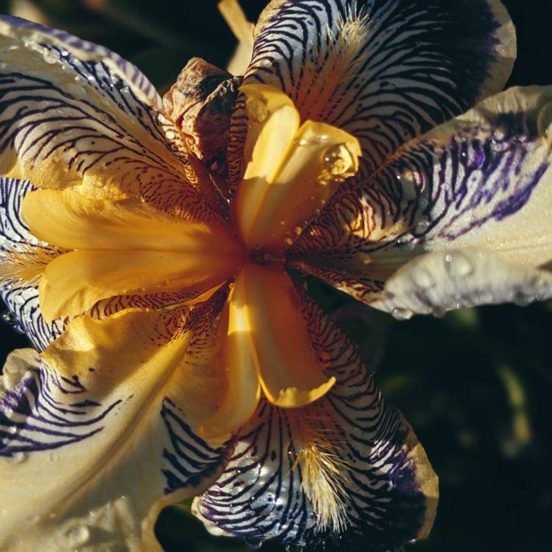 Magnolia Champaca Plant - Etsy