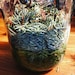 Blue Spruce Soliflore. Single Note Blue Spruce Cologne From Handmade ...