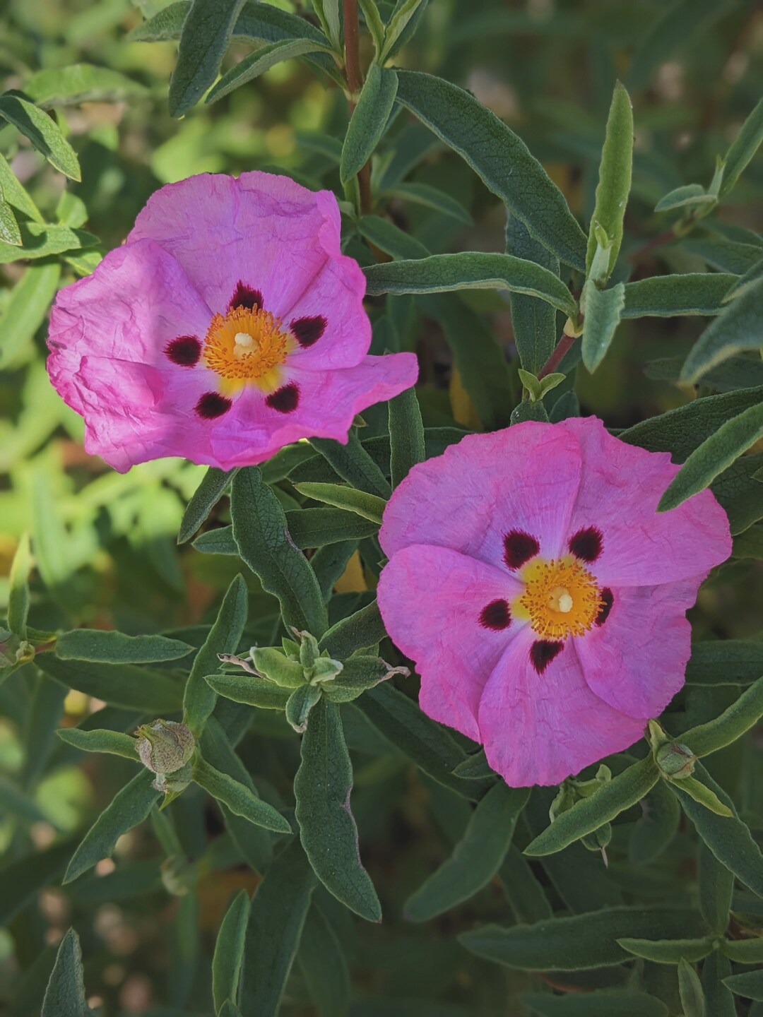 Labdanum Seeds, Wild Veil Perfume Gardens, De Luz. Open Pollinated ...