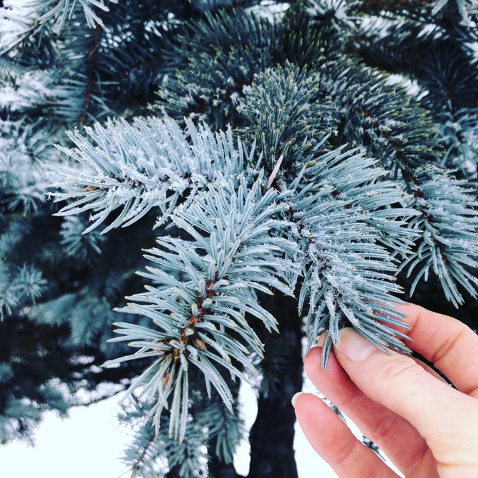 Blue Spruce Soliflore. Single Note Blue Spruce Cologne From | Etsy