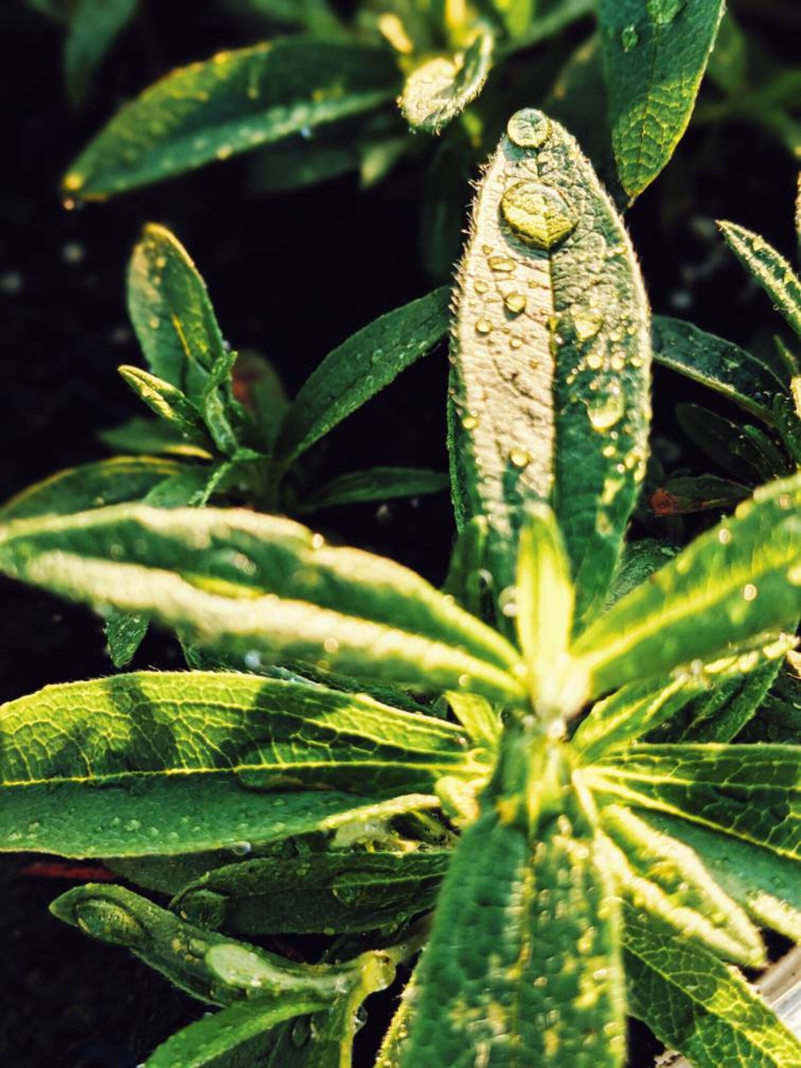 World. Natural Perfume. Petrichor. Elemental Aroma of Earth. Soil After ...