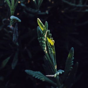 Joshua Tree. Natural Perfume. Botanical Fragrance. Piñon Pine | Etsy